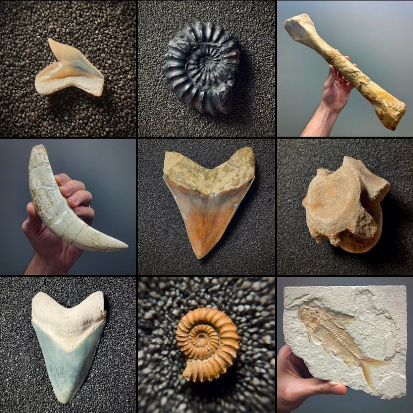 Tutti i fossili – Ysurus Fossil Shop