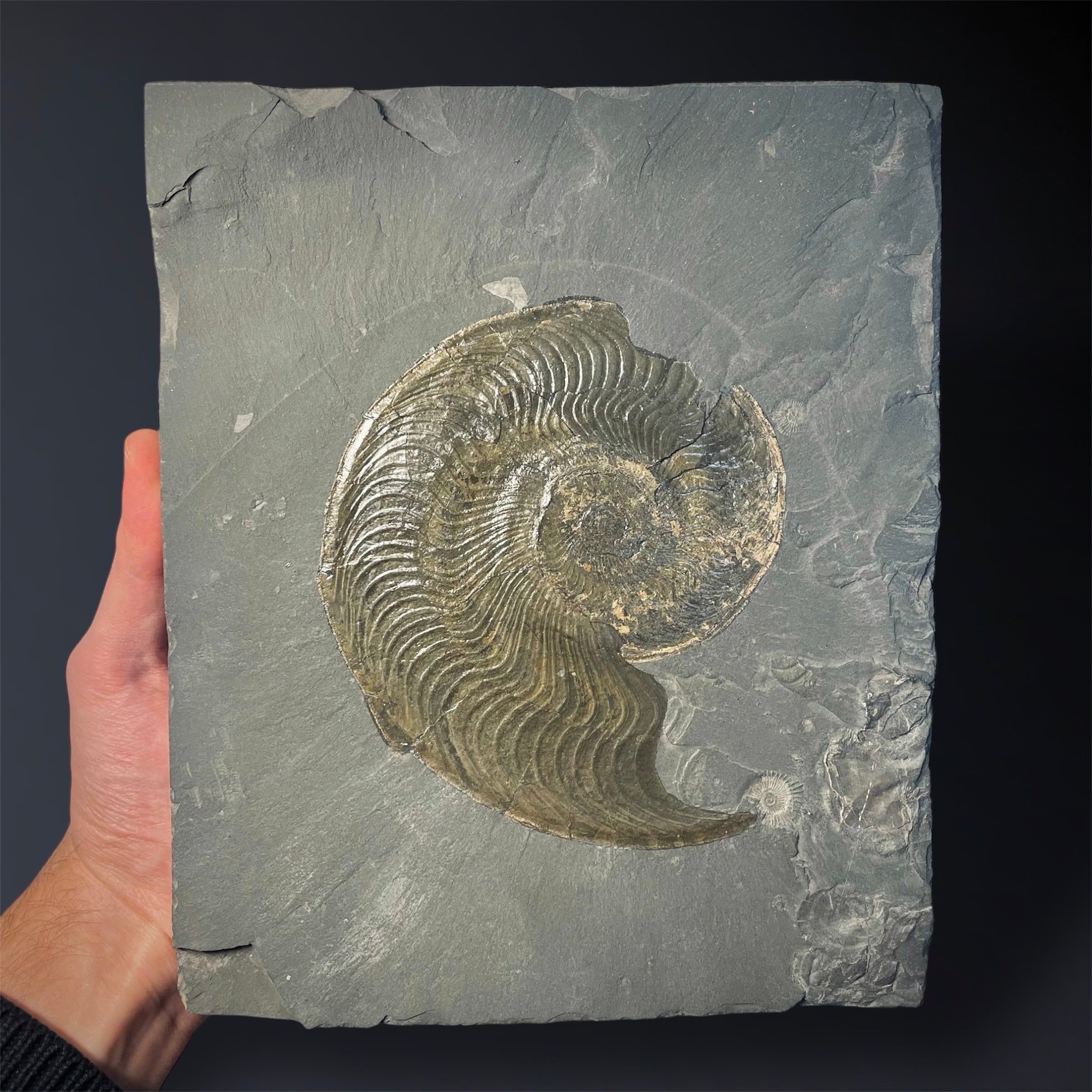 F2178 | Ammonite | Harpoceras falcifer – Ysurus Fossil Shop