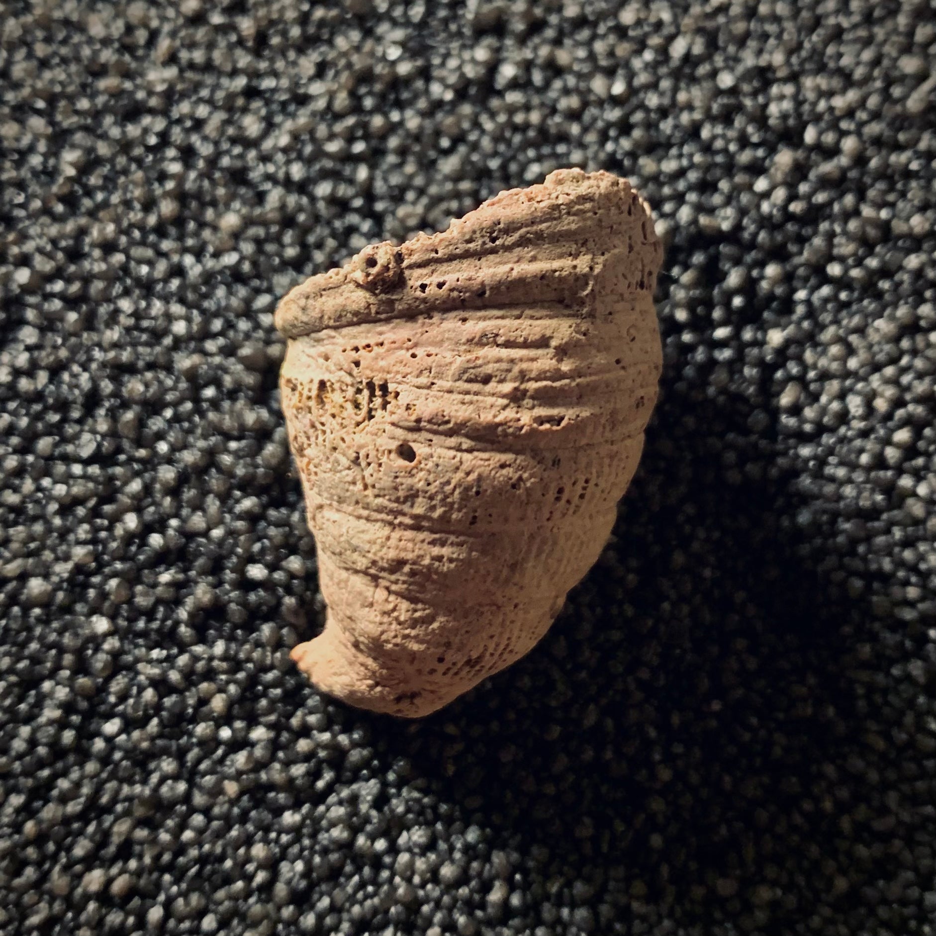 Tutti i fossili – Ysurus Fossil Shop | Vendita di fossili autentici