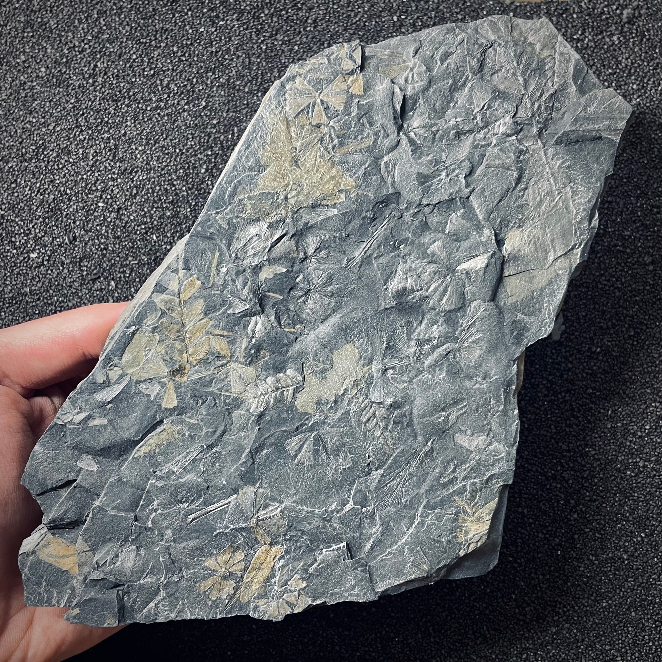 F2038 | Pianta | Sphenophyllum sp. & Neuropteris sp. – Ysurus Fossil Shop