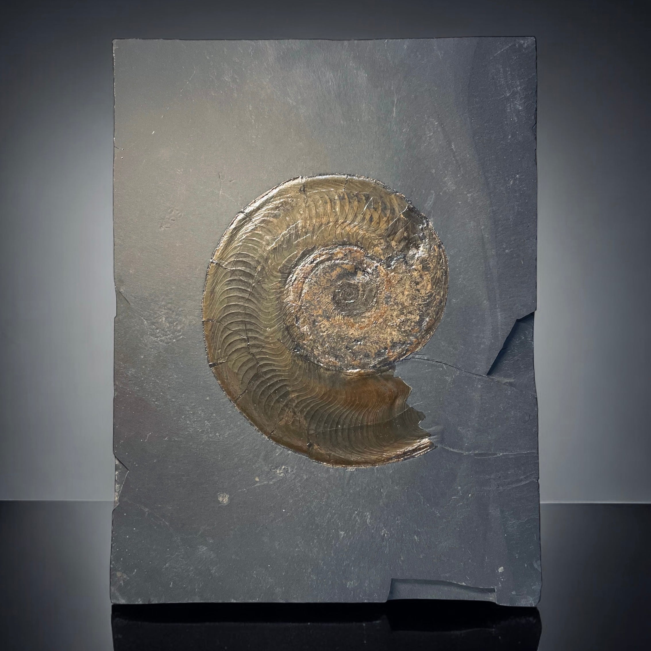 F1253 | Ammonite | Harpoceras falcifer – Ysurus Fossil Shop