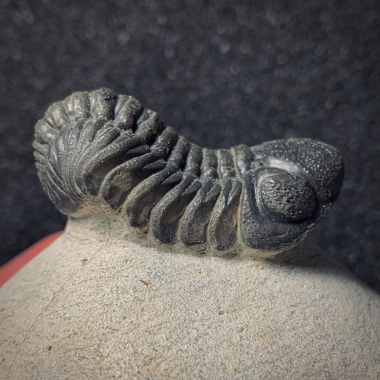 Trilobiti – Ysurus Fossil Shop | Vendita di fossili autentici